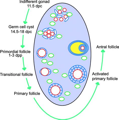 Ovary And Follicle Development And Differentiation Schematic