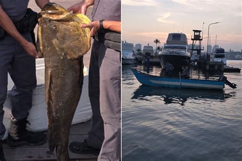 Homem Multado Por Pescar Peixe Gigante Dos Mares E Que Corre Risco