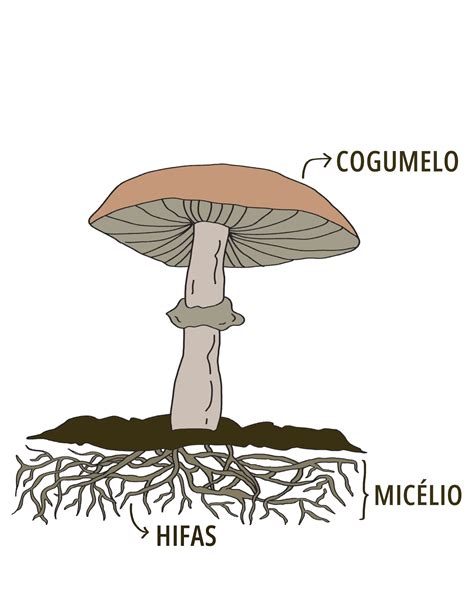 NeoMatter Materiais Cultivados