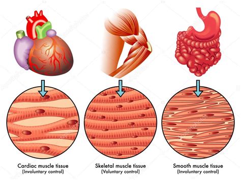 Esquema De Tecido Muscular Vetor De Stock De Rob3000 73928457