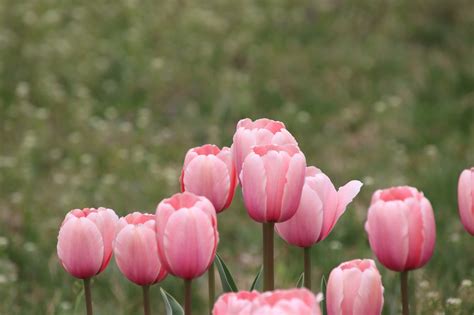 Tulipanes Flores Primavera Foto Gratis En Pixabay Pixabay