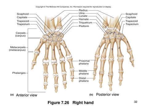 Right Anterior Hand Bones
