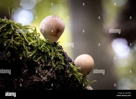 This Mushroom Picture Was Shot During A Walk Through The Grunewald