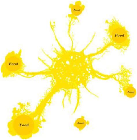 foraging morphology of slime mold algorithm download scientific diagram