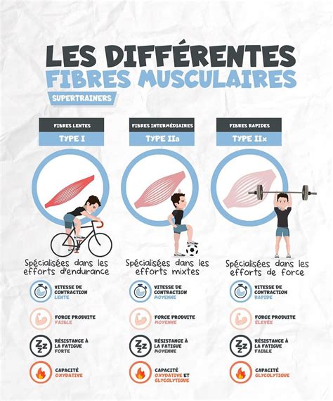 Les différentes fibres musculaires Programme musculation Musculaire