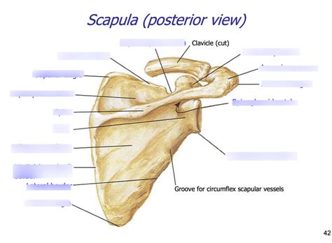 Scapula Posterior View Diagram Quizlet