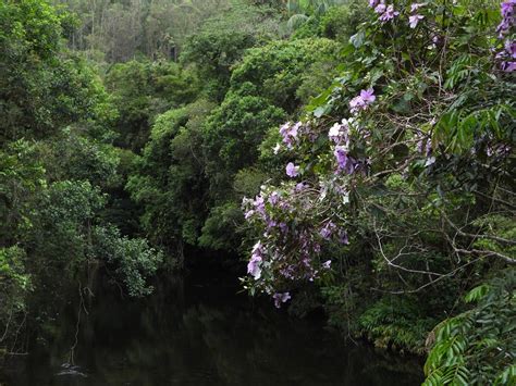 Notícias Estudo aponta que 82 das espécies de árvores exclusivas da