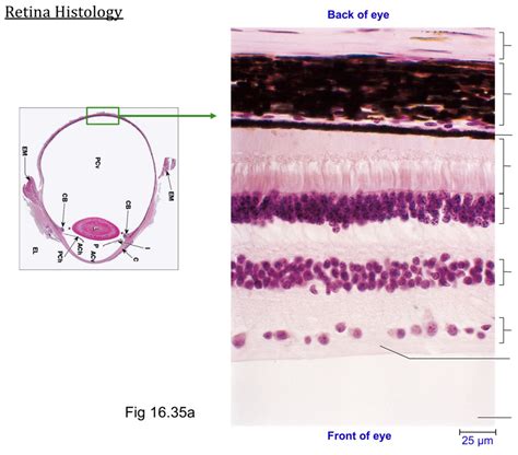 Retina Histology Diagram Quizlet