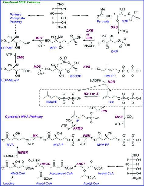 Synthesis Of The C5 Isoprenoid Precursors IPP And DMAPP The Plastidial