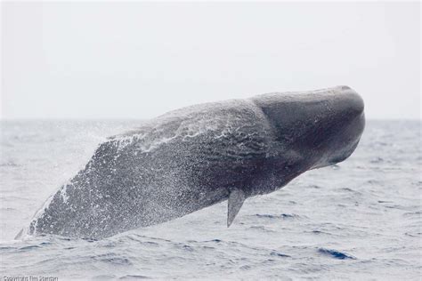 Cachalot Or Sperm Whale Physeter Macrocephalus 30 Jun 10 Flickr