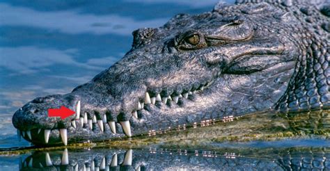Você sabe as diferenças entre crocodilos e jacarés