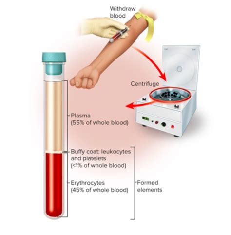 A P Ii Test Blood Flashcards Quizlet