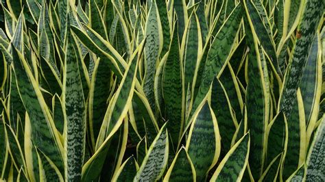 3 Plantas Resistentes Ao Sol Para Cultivar Em Jardim AltaVistta