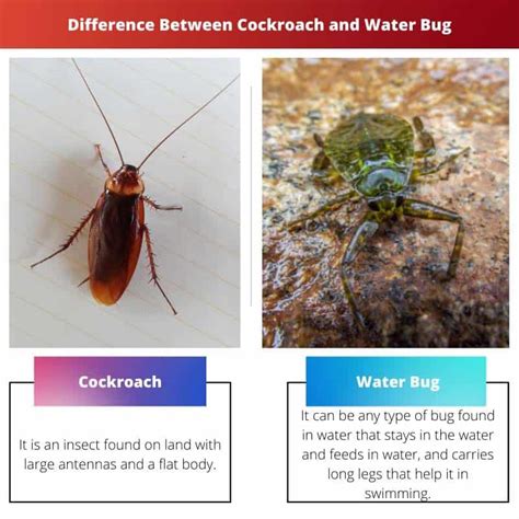 Cockroach Vs Water Bug Difference And Comparison