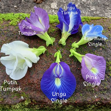 Jual Biji Telang Single Tumpuk ISI 20 BIJI Warna Biru Ungu Biru