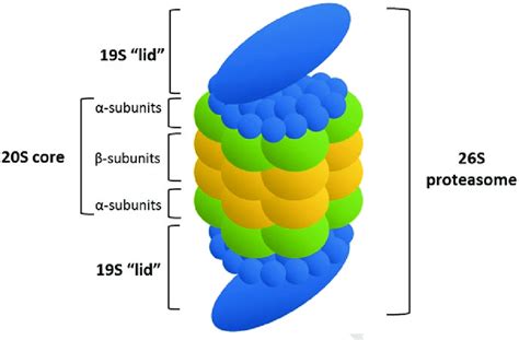 3 The 26S Proteasome Consisting Of The 19S Lid And 20S Hollow Core