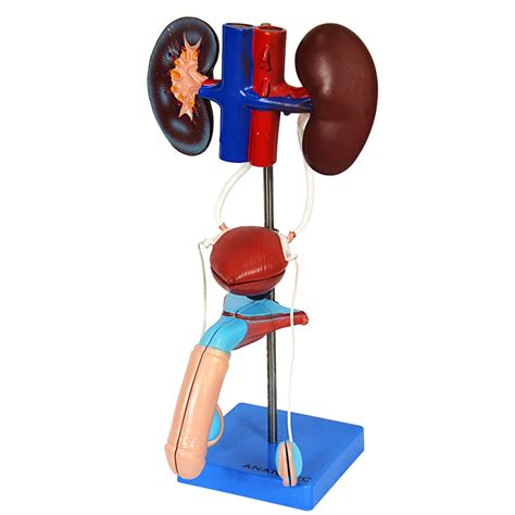 Portal do Médico Sistema Urinário Masculino em 6 Partes Anatomia