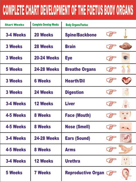 Birth Chart When Will I Get Pregnant Pregnancy Trimesters Trimester