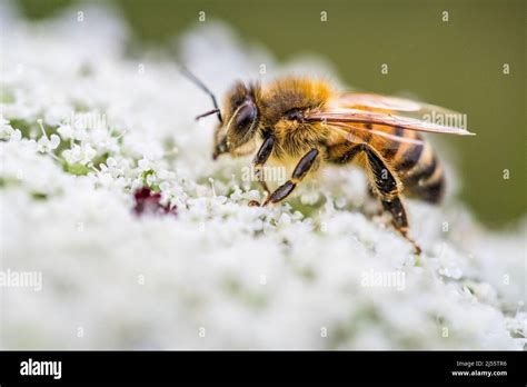 Western Honey Bee Or European Honey Bee Apis Mellifera The Most