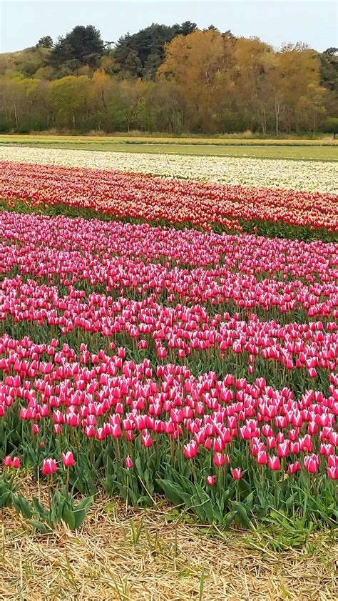 Tulips In 2022 Tulip Fields Green Trees Flower Pictures