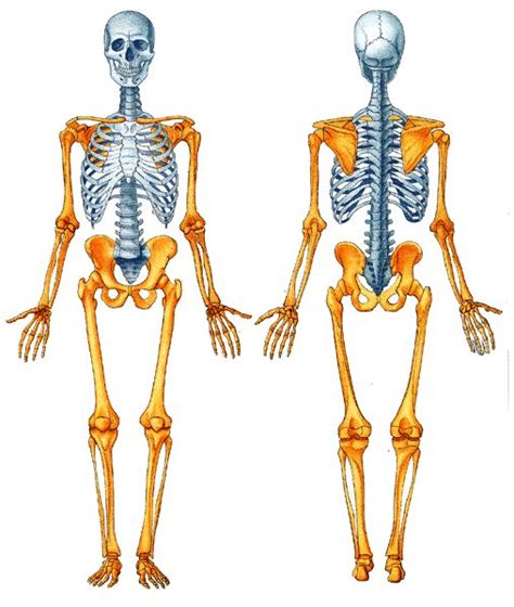 Esqueleto Axial Y Apendicular Huesos Del Cuerpo Huesos Del Cuerpo