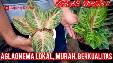 Aglonema Lokal Murah Berkualitas Harga Aglonema Koleksian Pos Mutasi