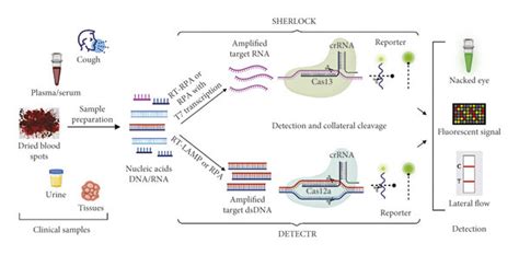 CRISPR Based Nucleic Acid Detection Assays Employing The Cas