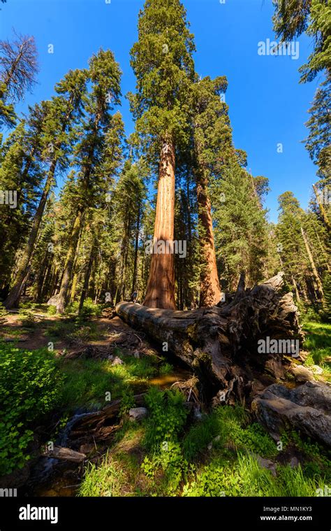 Details 48 dónde están los árboles más grandes del mundo Abzlocal mx