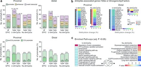 Functional Analysis Of DmCpGs A Number Of U And Nu DmCpGs At