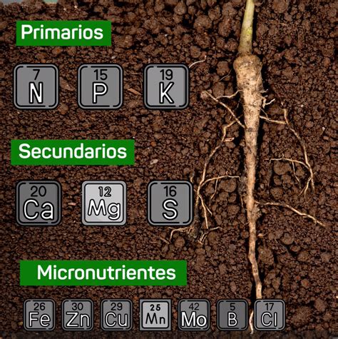 Las Plantas Necesitan Una Variedad De Nutrientes Para Su Crecimiento Y