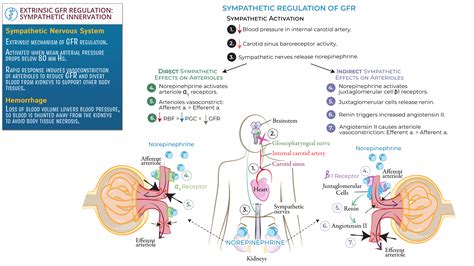 Renal System Extrinsic GFR Regulation Sympathetic Nervous System