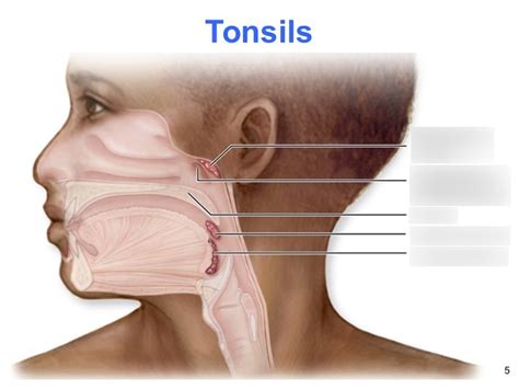 Tonsils Diagram Quizlet