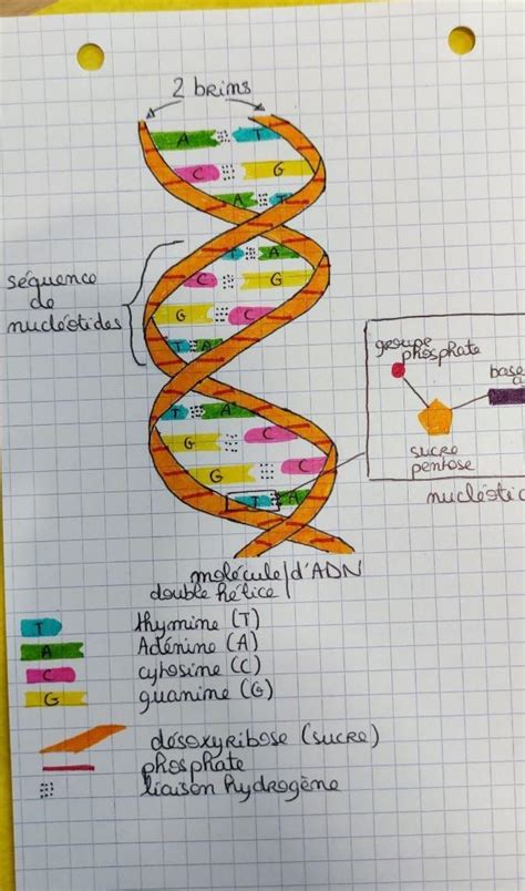 schéma simplifié représentant la molécule dADN à plat complété par