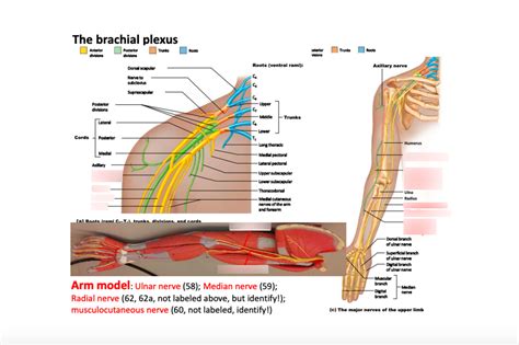 Brachial Plexus And Branches Human Muscle Model Diagram Off