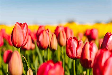 Ultimate Guide To Tulips In Washington The Skagit Valley Tulip Festival