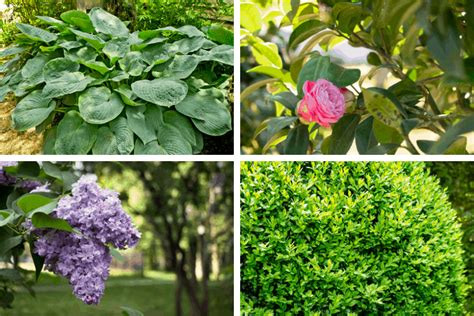 Low Maintenance Shrubs Perfect For The Front Of The House