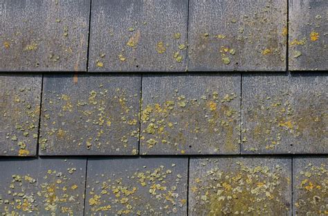 What Black Streaks On Your Roof Mean How To Prevent Them