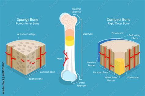 3D Isometric Flat Vector Conceptual Illustration Of Spongy Vs Compact