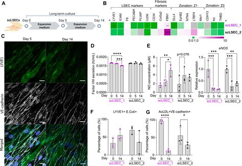 Frontiers Characterization Of Human Stem Cell Derived Hepatic