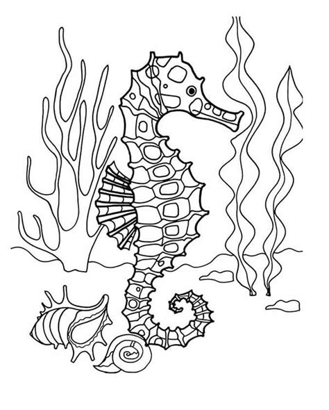 57 Desenhos De Cavalo Marinho Para Imprimir E Colorir Pintar