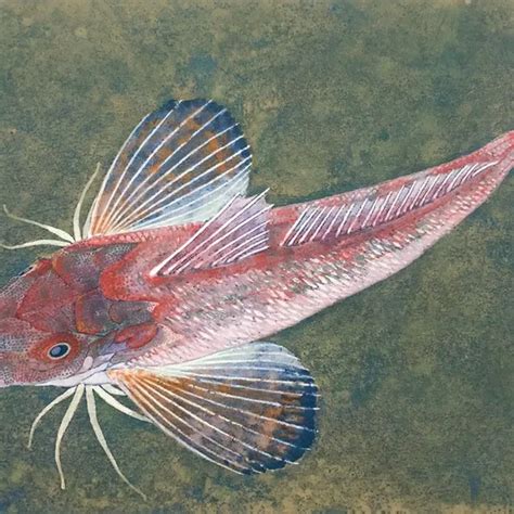 Gyotaku Japanese Artwork Yuki Illustrations And Posters Asian Art
