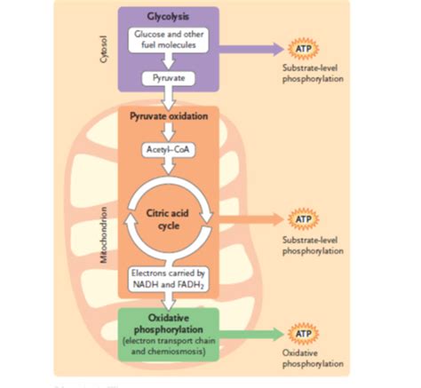 Cellular Respiration Flashcards Quizlet