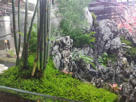 木贼造景60缸 雨林水陆及微景观 CTA南美水族