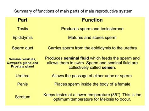 reproductive system