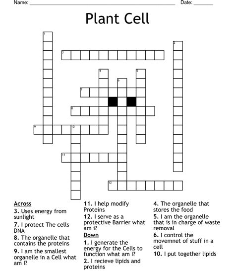 Plant Cell Crossword WordMint