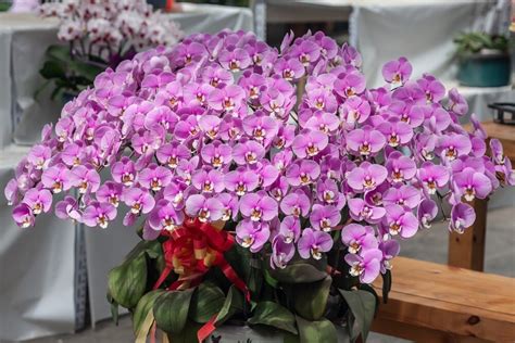 Orchideen Ein Leitfaden für Aufzucht und Pflege von Orchideen