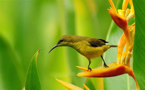 Bird Wallpapers Hd Pixelstalk Net