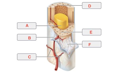 Chapter Skeletal System Diagram Quizlet