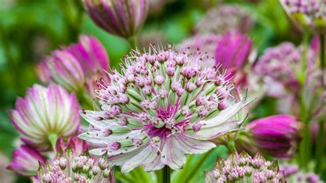 Het Hele Jaar Door Bloemen In Je Tuin Vaste Tuinplanten