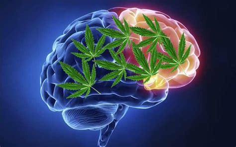 Efectos De La Marihuana En El Cerebro Forum Salud Mental Asturias